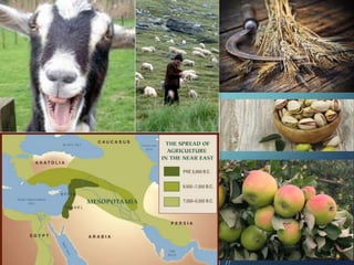 Neolithic Revolution | PPTX