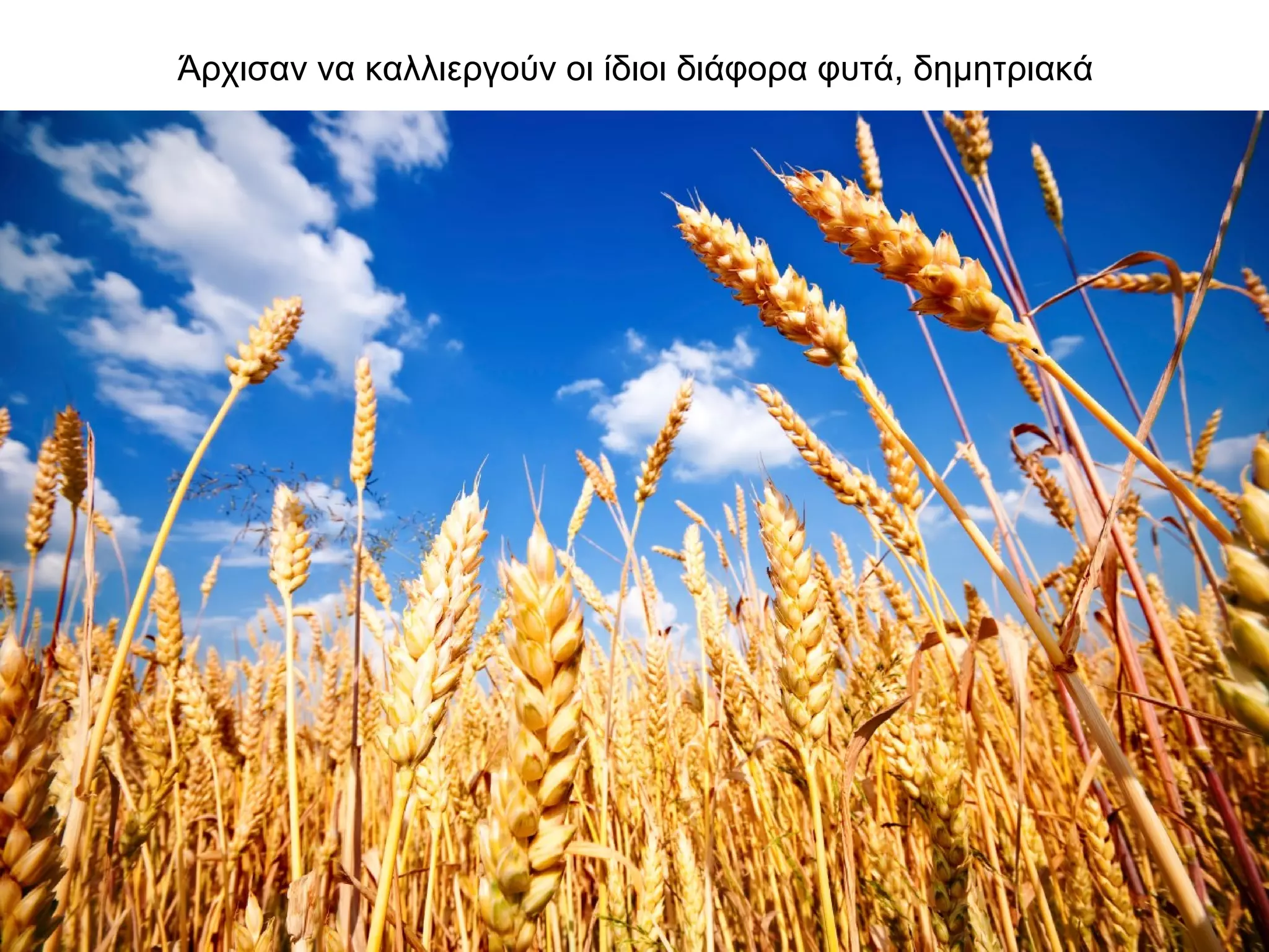 Νεολιθική εποχή | PPT | Free Download