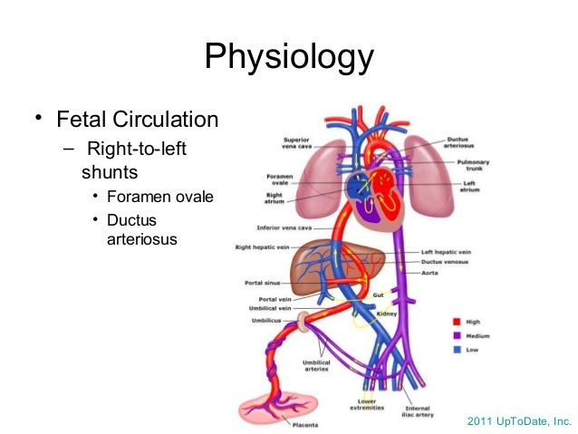 Ductus Venosus Ductus Arteriosus And Foramen Ovale
