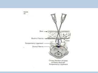 Neonatal and paediatric anaesthesia | PPTX