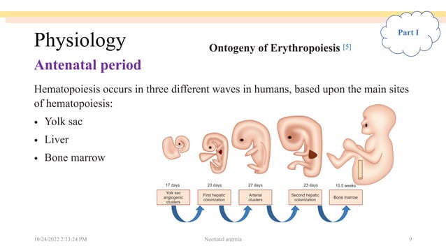 Neonatal anaemia: overview of pathophysiology, clinical approaches and ...
