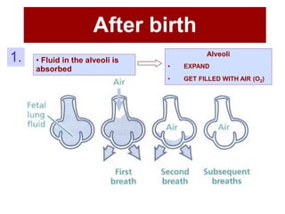 Neonatal asphyxia and resuscitation 2024.ppt