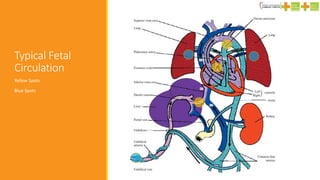 Neonatal cardiac emergency | PPTX | Heart and Cardiovascular Diseases ...