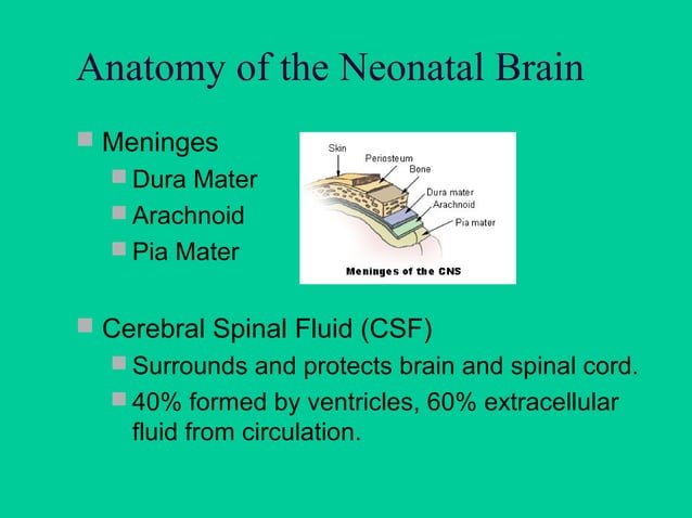 Neonatal cranial us from A to Z | PPT