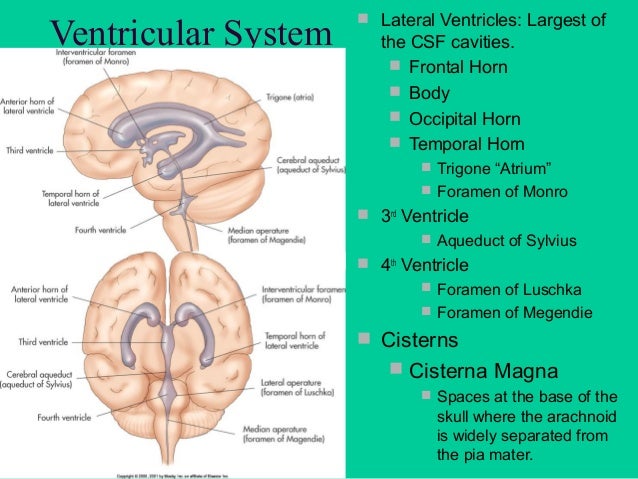 Neonatal cranial us from A to Z
