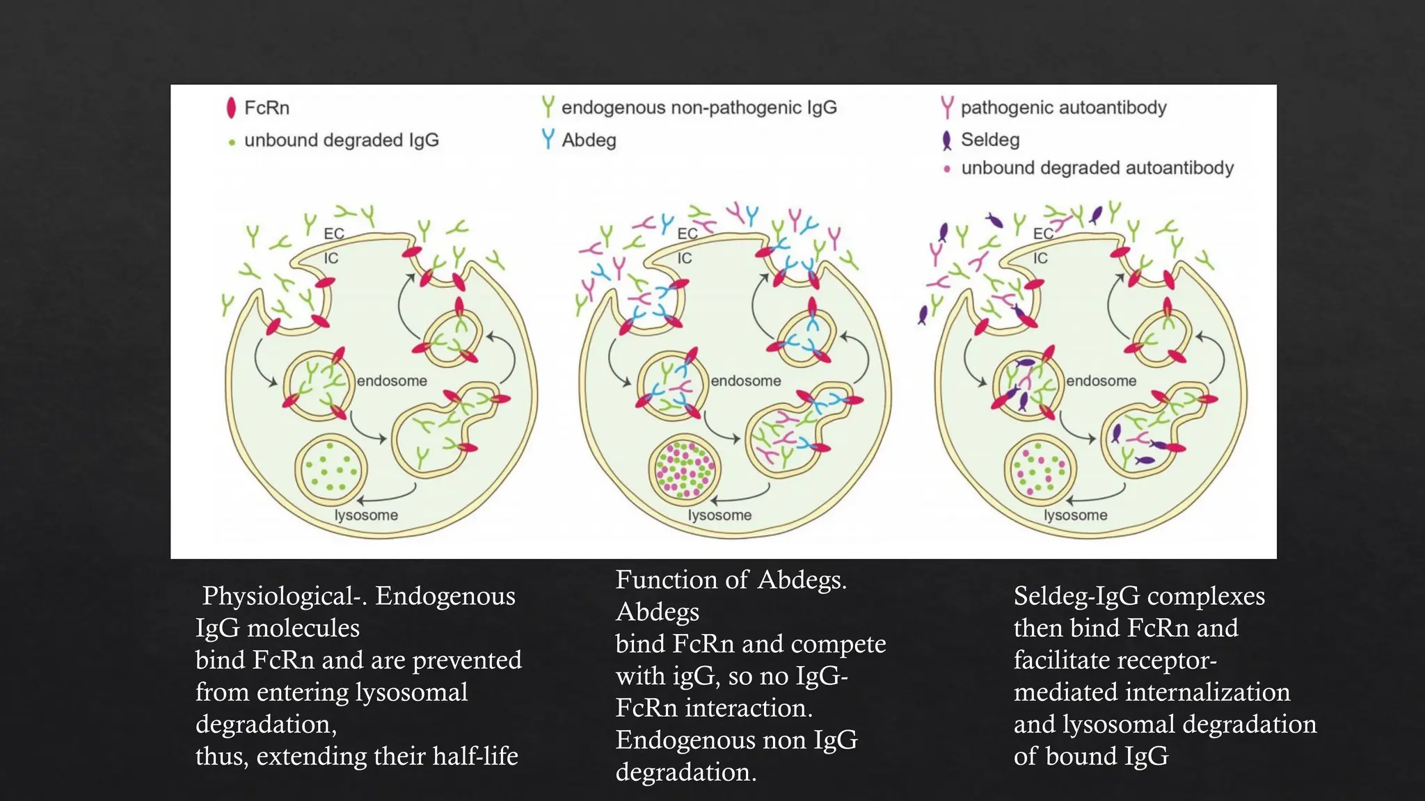 Neonatal Fc Receptor–Targeted Therapies in.pptx