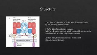Neonatal Fc Receptor–Targeted Therapies in.pptx