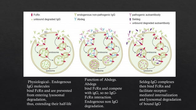 Neonatal Fc Receptor–Targeted Therapies in.pptx