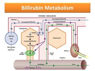 Bilirubin Metabolism Flow Chart