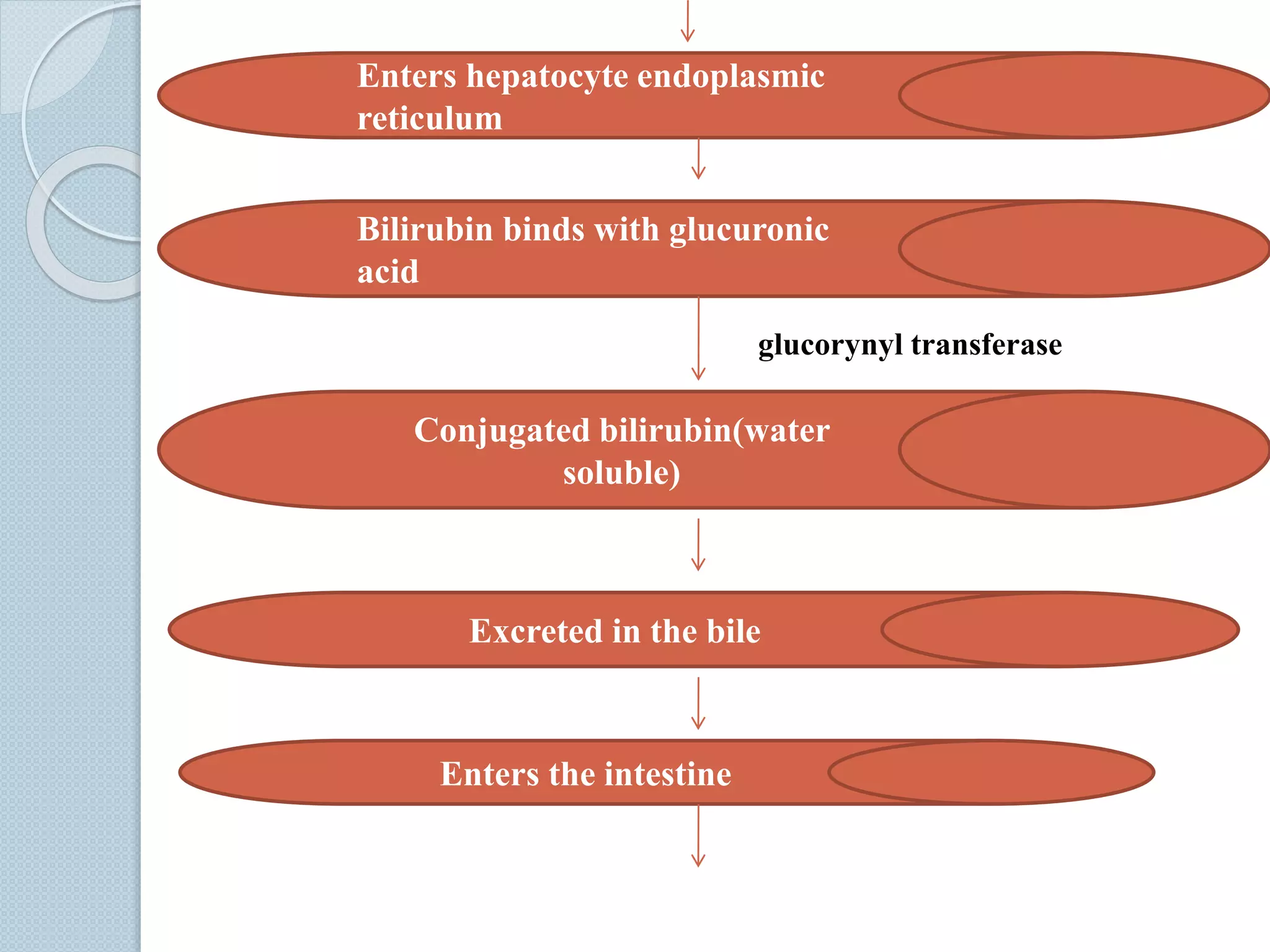 Physiological jaundice among newborns/ Icterus neonatorum | PPTX