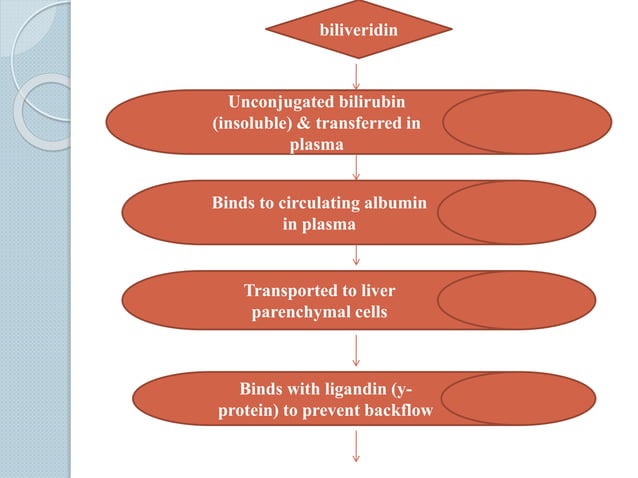 Physiological jaundice among newborns/ Icterus neonatorum | PPTX ...