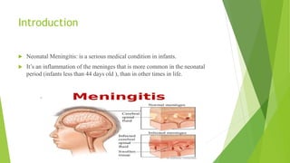 BRAIN DISORDER |Neonatal Meningitis | PHARMACOTHERPEUTICS | PPTX