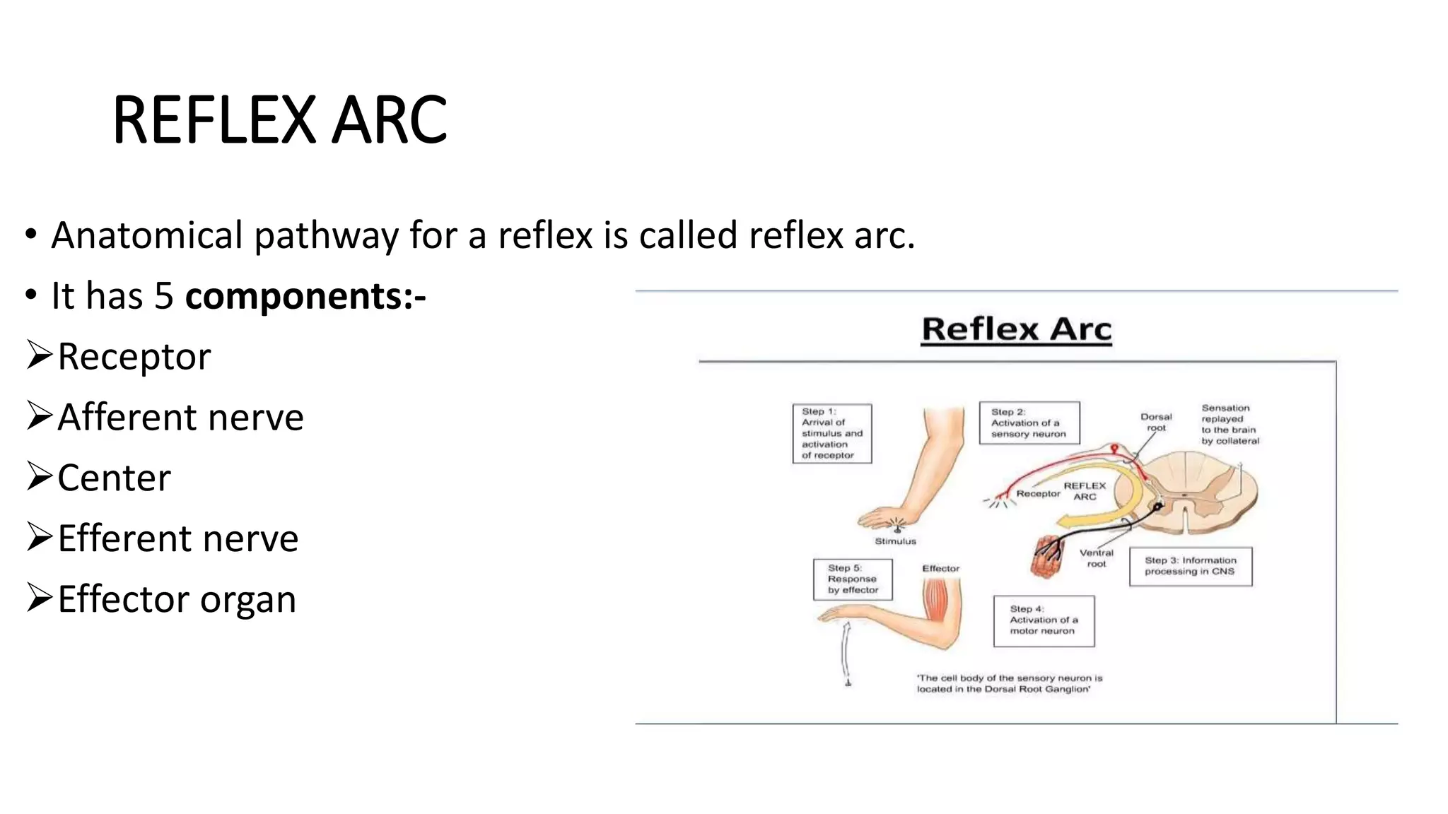 NEONATAL REFLEX.pptx