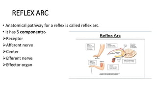 NEONATAL REFLEX.pptx