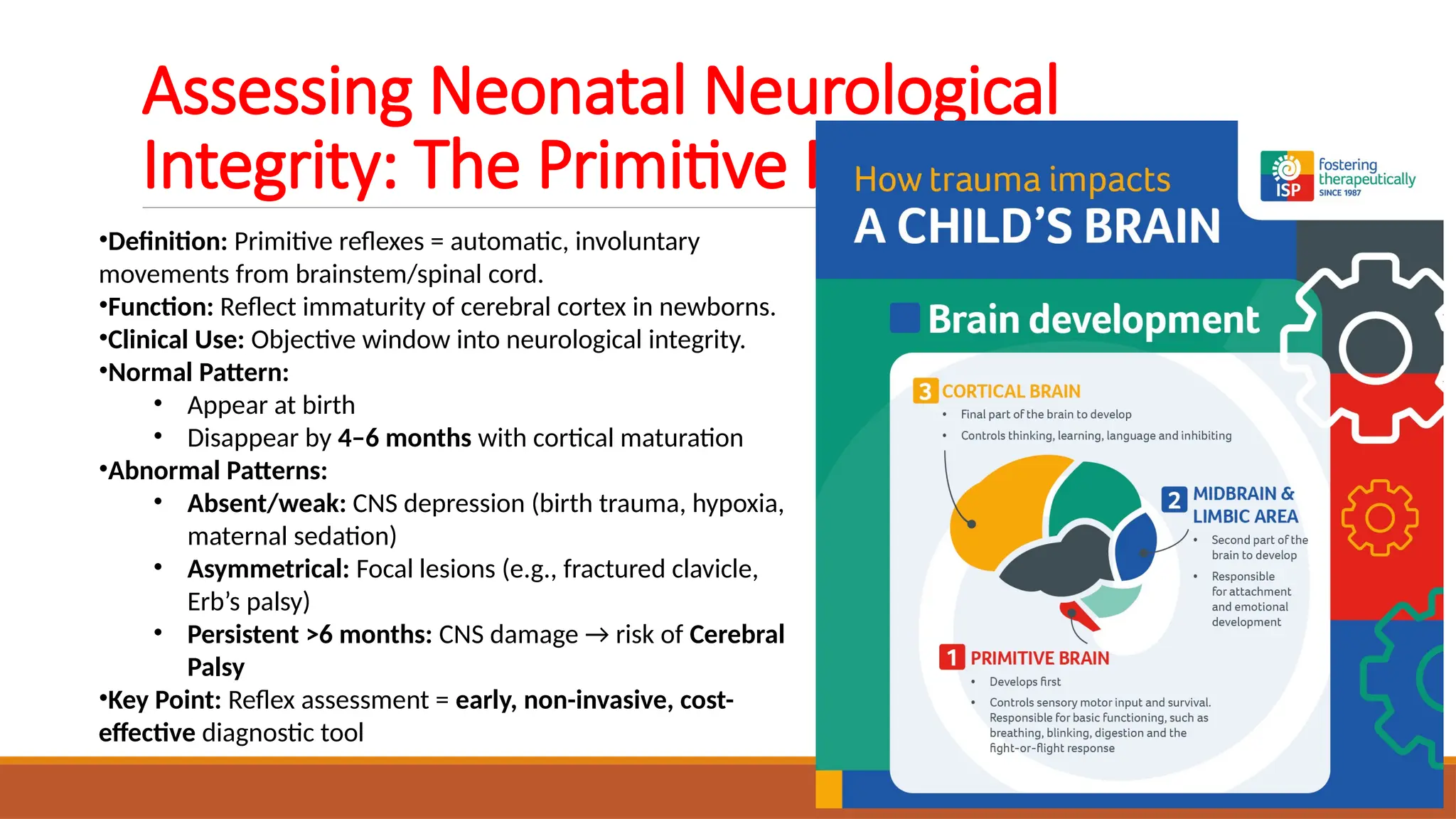 Neonatal_Reflexes_Al-azhar_University(Students_team-work).pptx