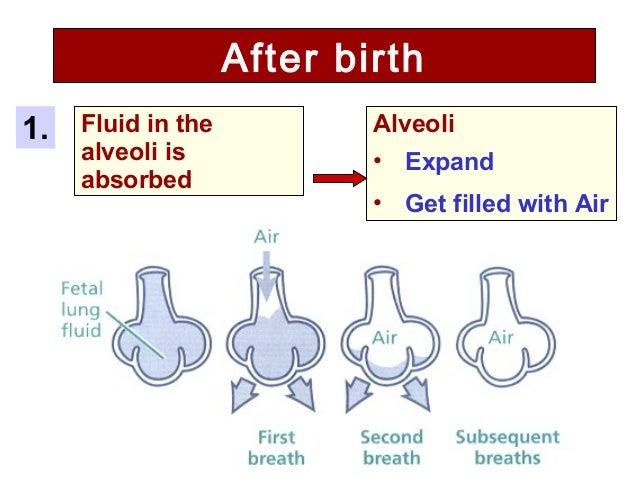 Neonatal resuscitation 2012 AG