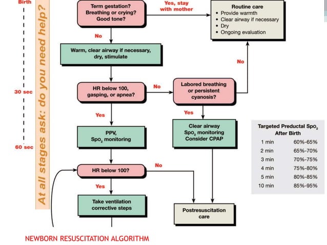 Neonatal resuscitation | PPTX | Pregnancy | Reproductive Health