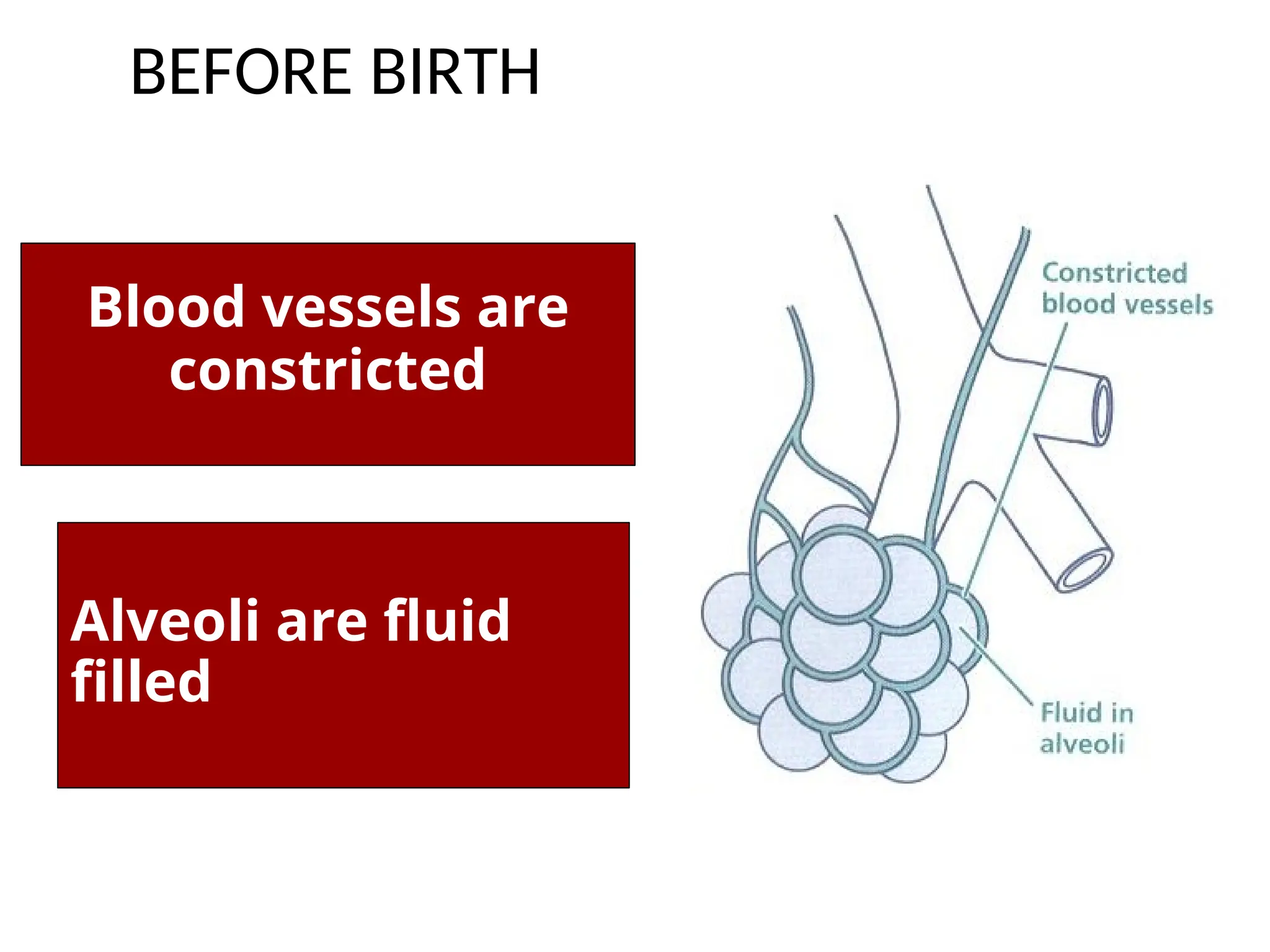 NEONATAL RESUSCITATION protocols in infants.ppt