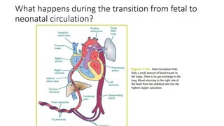 Neonatal Resuscitation Program NRP | PPTX
