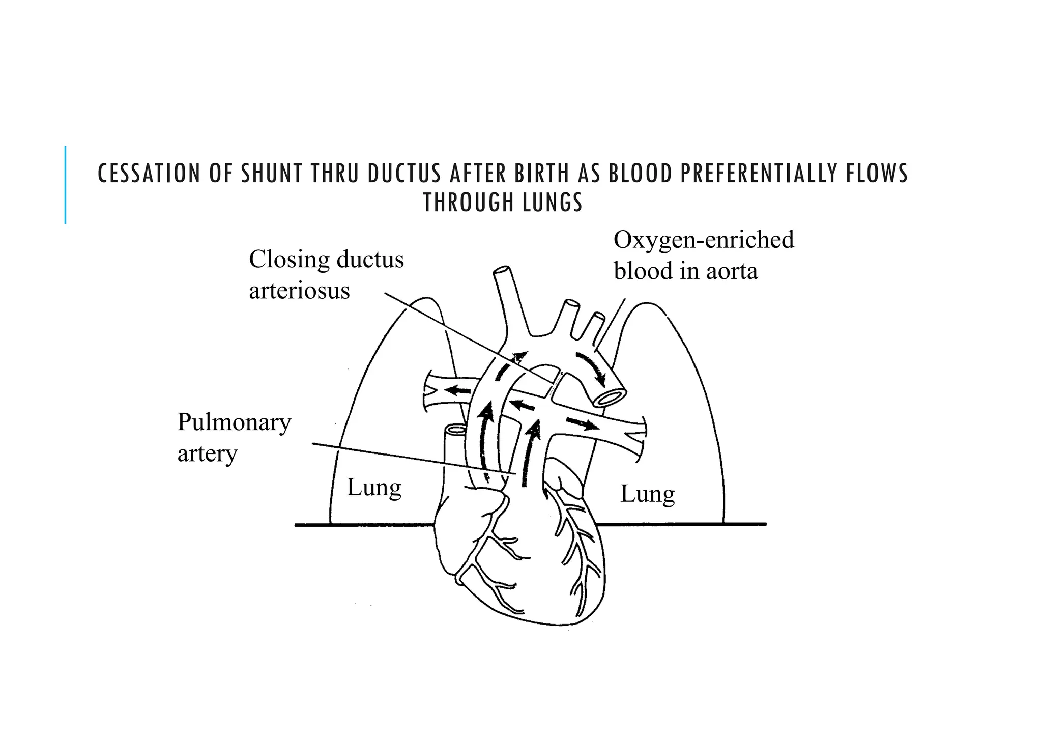 NnnnnNeonatal Resuscitation shortttt.pdf | First Aid | Injuries