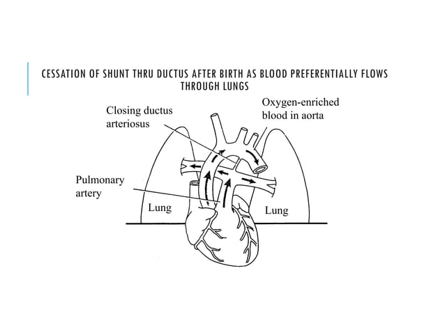 NnnnnNeonatal Resuscitation shortttt.pdf | First Aid | Injuries