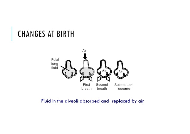 NnnnnNeonatal Resuscitation shortttt.pdf | First Aid | Injuries