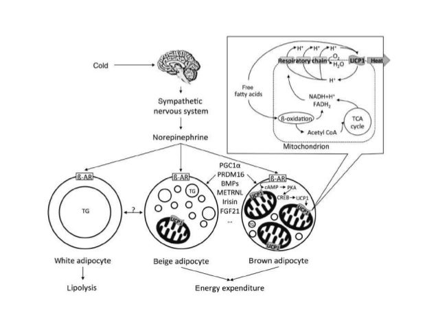 Neonatal thermoregulation