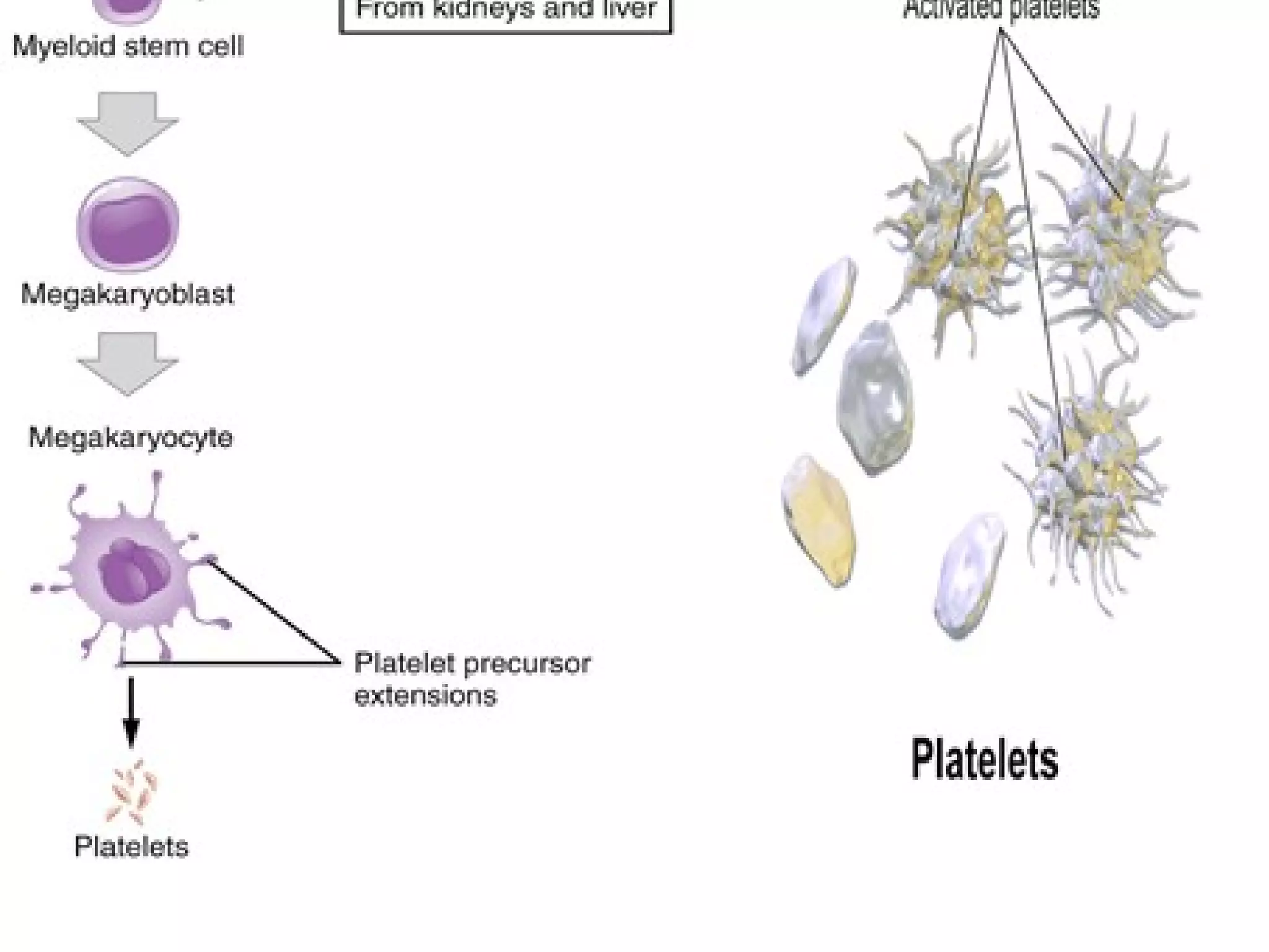 Neonatal thrombocytopenia | PPT