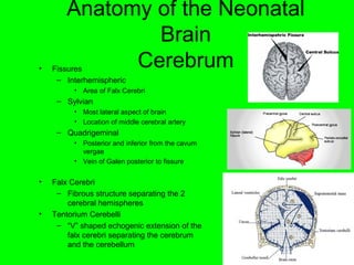 Neonatal ultrasound overview | PPT
