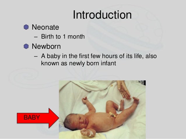 Neonate