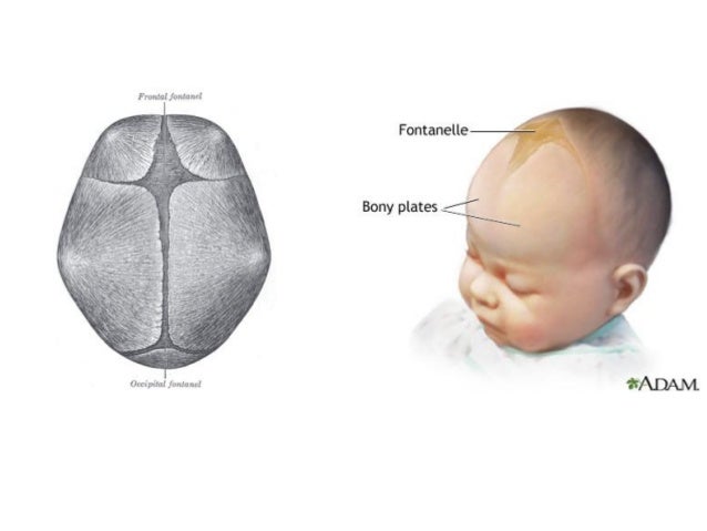 Neonatal Examination