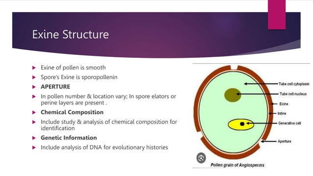 Neopalynology.pptx | Gardening | Home & Garden