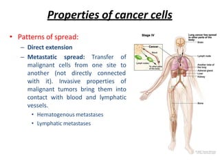 neoplasia.pptx