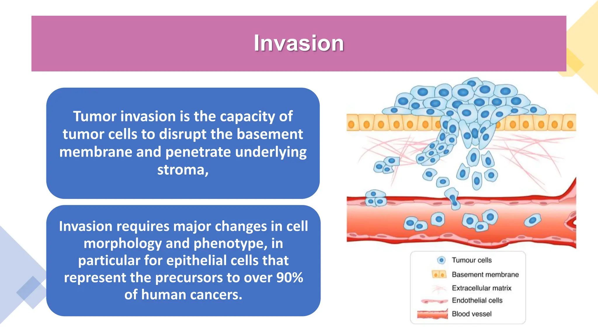 ANNOTATION ON THE BASIC CONCEPT OF NEOPLASM..PPTX