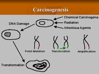 NEOPLASIA: CARCINOGENESIS | PPT