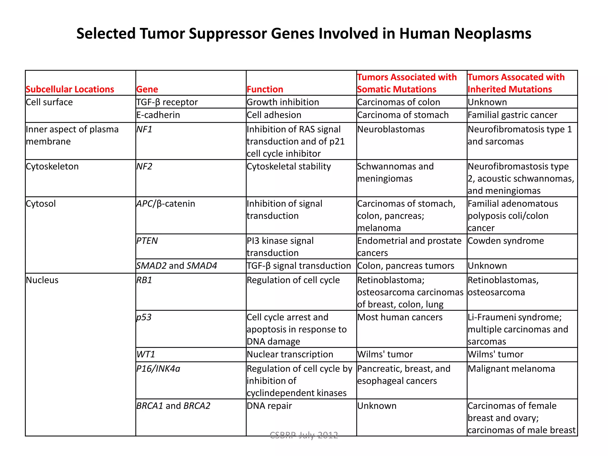 Neoplasia Robbin's path | PPTX