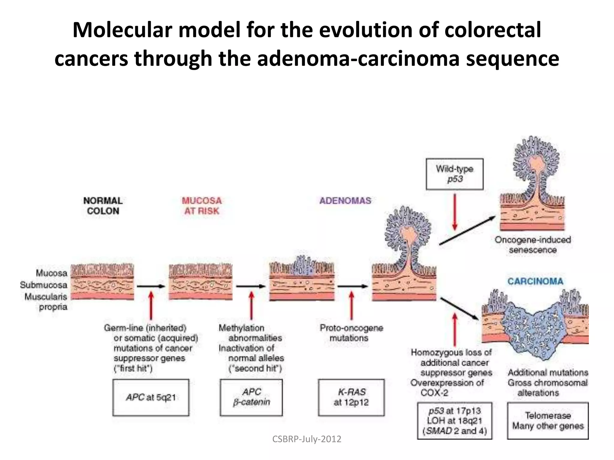 Neoplasia Robbin's path | PPTX