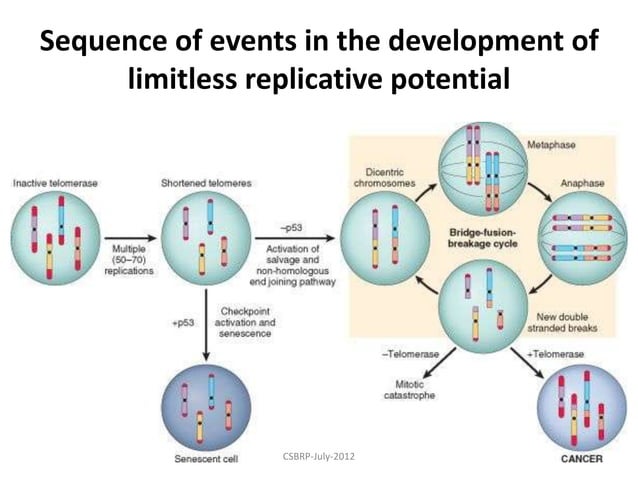 Neoplasia Robbin's path | PPTX
