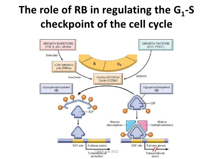 Neoplasia Robbin's path