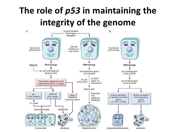 Neoplasia Robbin's path