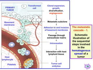Neoplasia, two | PPT