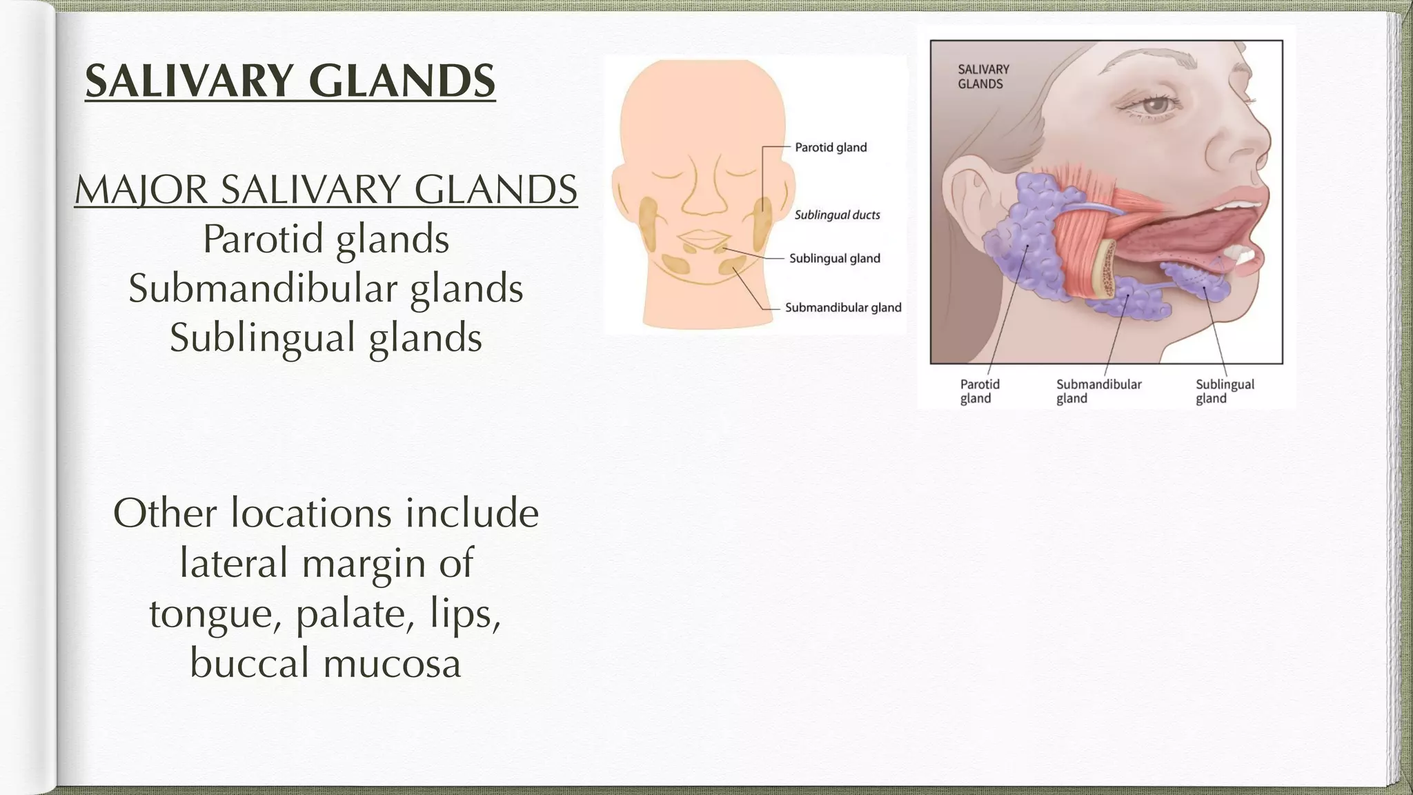 Neoplasms of Salivary Glands | PDF