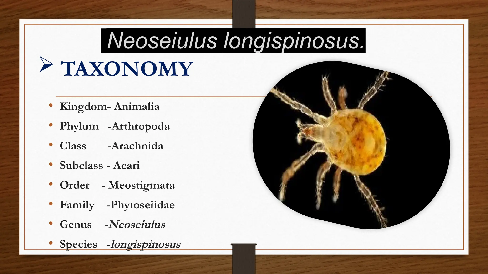 Mass production procedure for Neoseiulus longispinosus | PPTX