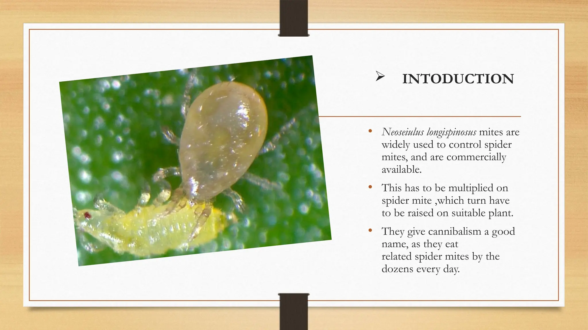 Mass production procedure for Neoseiulus longispinosus | PPTX