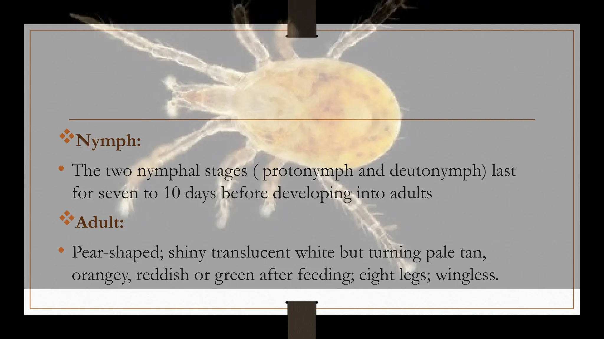 Mass production procedure for Neoseiulus longispinosus | PPTX