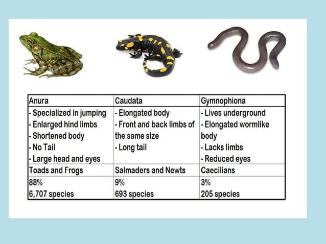 Neoteny | PPTX | Reptiles | Pets