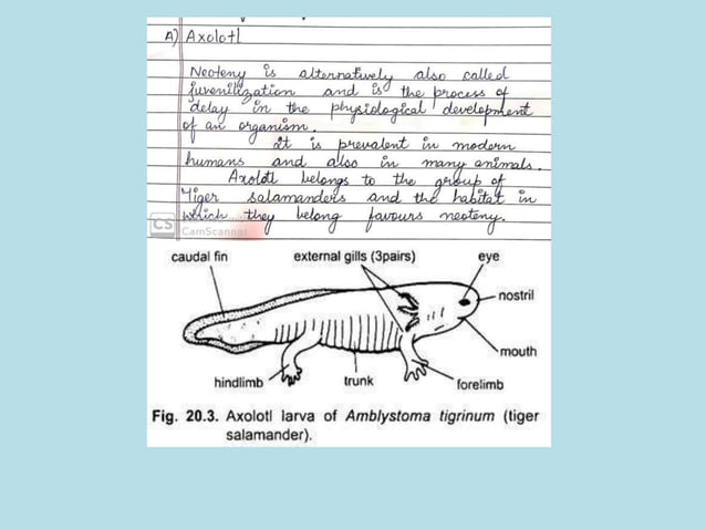 Neoteny | PPTX | Reptiles | Pets