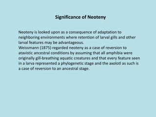 Neoteny | PPTX
