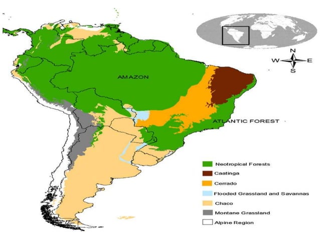 Neotropical ecozone.pptx