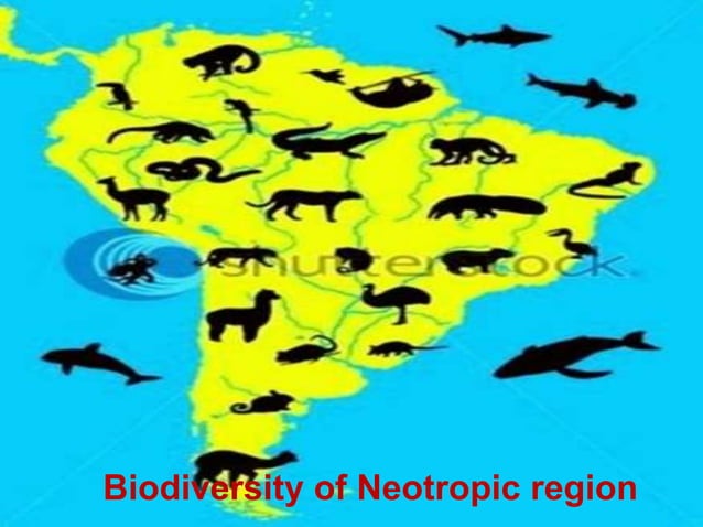Neotropical ecozone.pptx